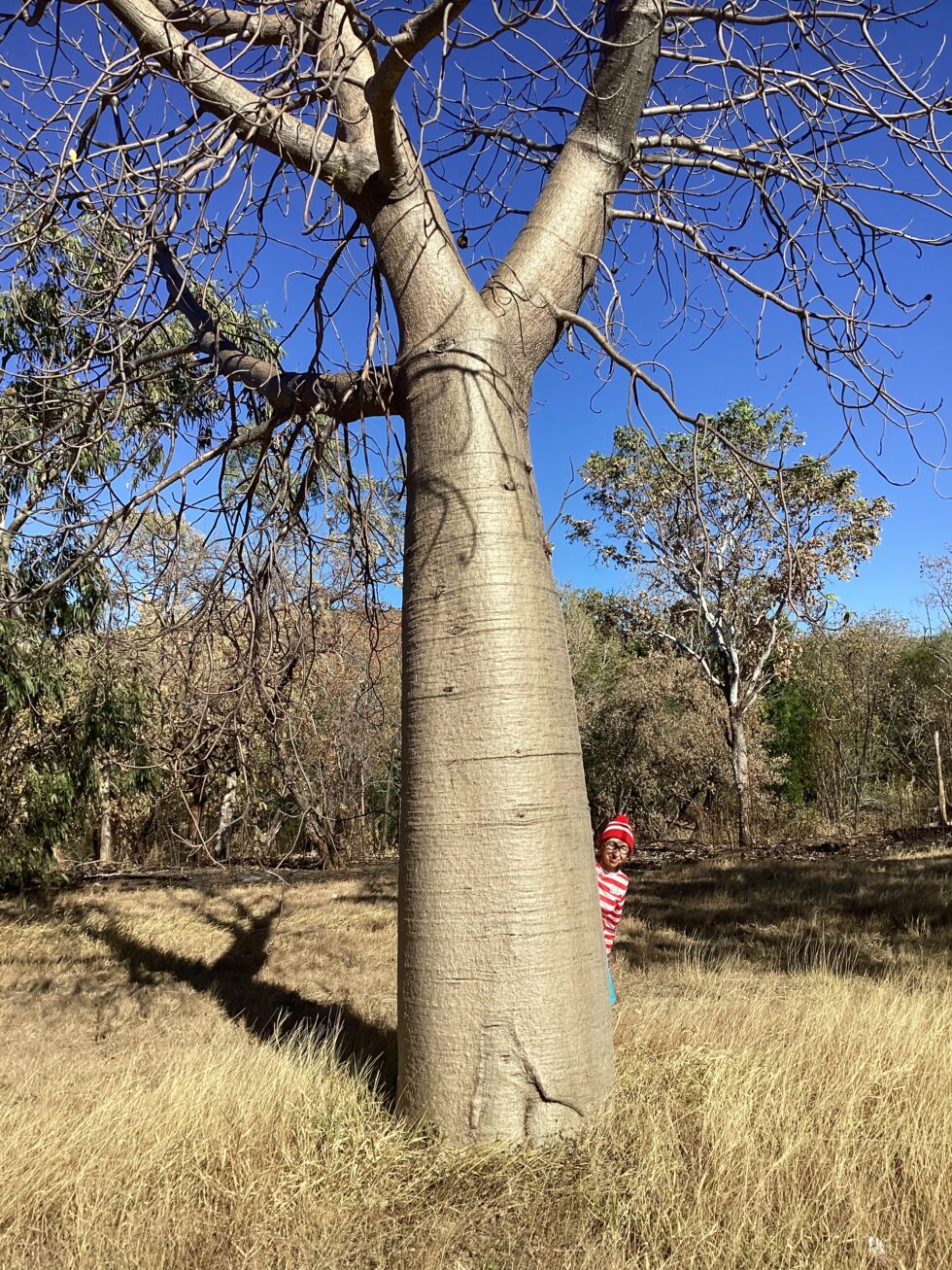 We started to see Boab trees in the Kimberleys. | A Postie Ride For PTSD